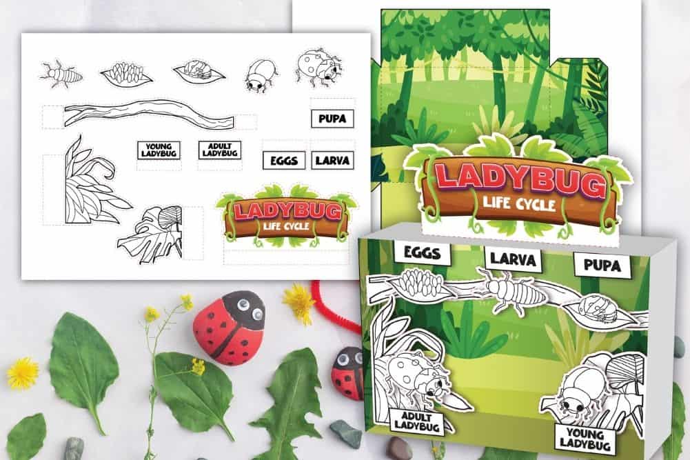 Ladybug Life Cycle Printable Diorama – A Fun 3D Learning Craft for Kids ...